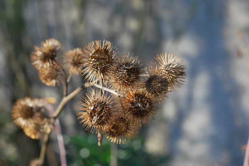 Dried thistle stock image. Image of plant, flower, nature - 264195621