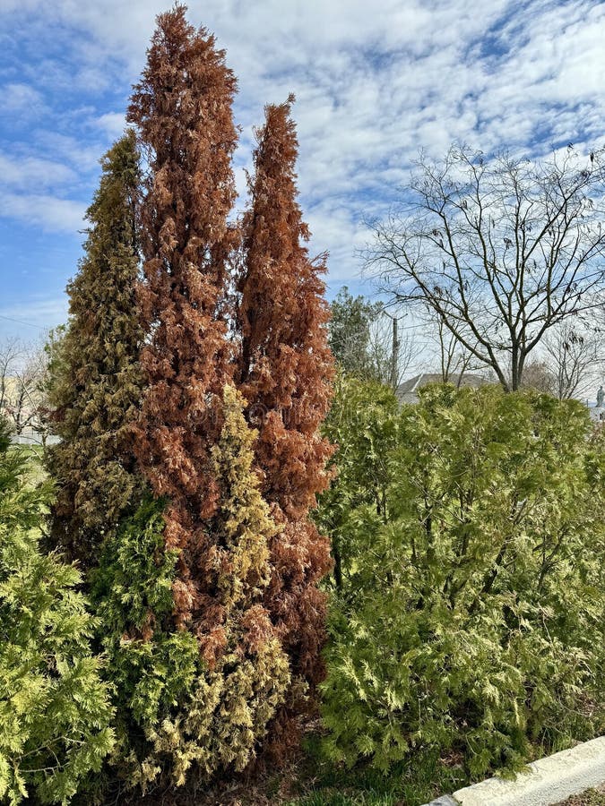 Dried Thuja Tree,damage To Thuja by the Pest Cypress Goldenrod Stock ...