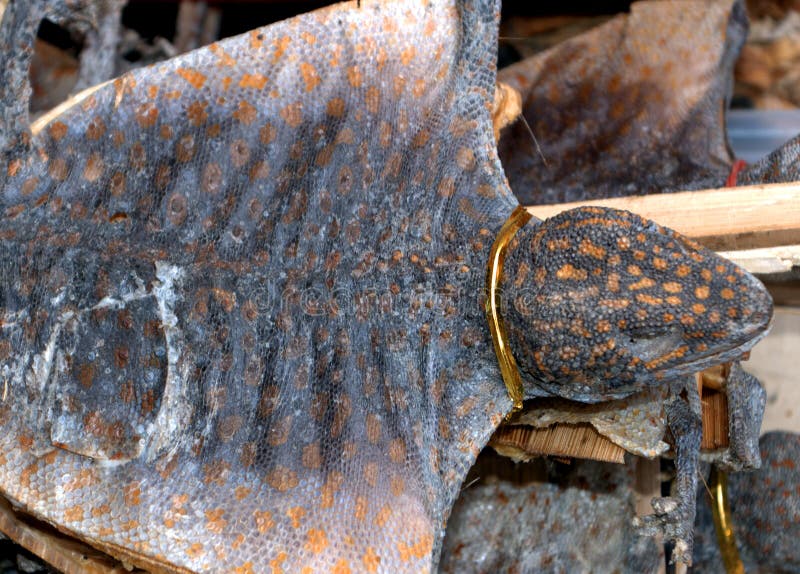 Dried Tocke Gecko Singapore Stock Photos - Free & Royalty-Free Stock ...