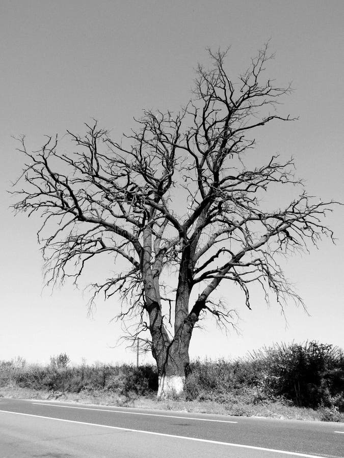 Dried tree stock image. Image of national, grow, forestation - 16593629