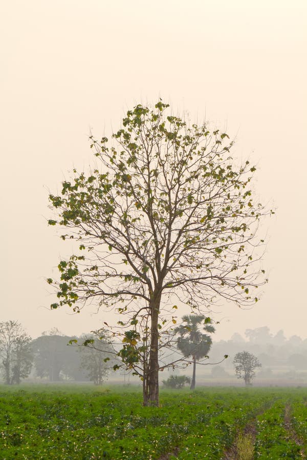 Dried tree stock image. Image of thailand, summer, field - 24176911