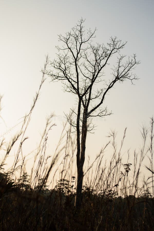 Dried tree stock image. Image of botany, eroded, climate - 37991359
