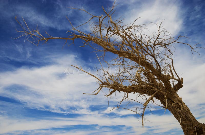 Dried tree stock image. Image of cracked, landscapes - 38958245