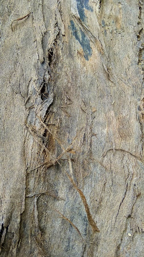 Dried tree bark stock photo. Image of leaf, branch, rock - 269562394