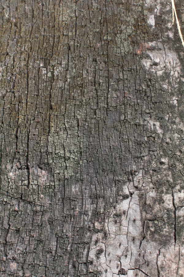Dried tree bark stock image. Image of natural, textured - 71036547