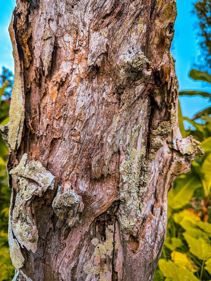 Dried Tree Bark Has an Interesting Texture Stock Image - Image of ...