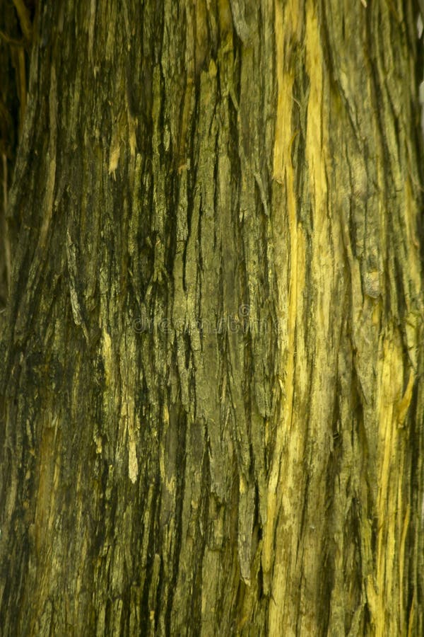 Dried Tree Bark on the Trunk Stock Photo - Image of close, detail ...