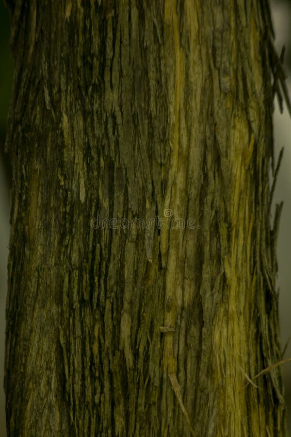 Dried Tree Bark on the Trunk Stock Photo - Image of grey, lumber: 136964166