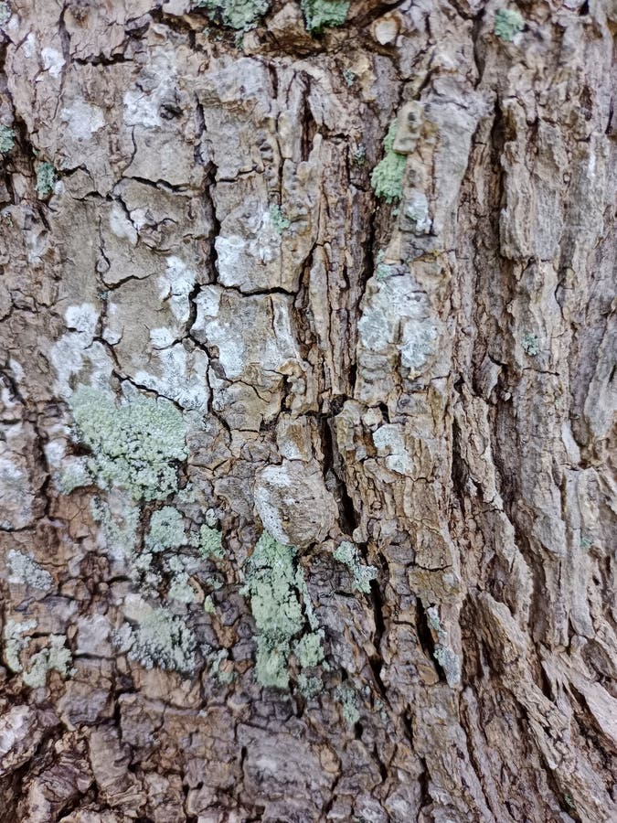 Dried Tree Bark, Unique Texture. Stock Image - Image of bark, texture ...