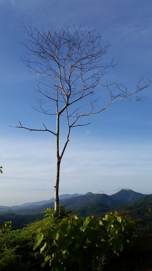 Dried tree stock photo. Image of beautiful, sunrise, dried - 44758078
