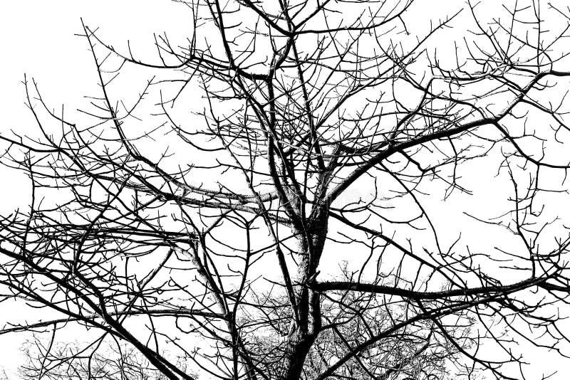 Dried tree stock photo. Image of tree, dried, dark, black - 88347736