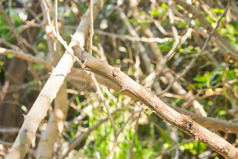 Dried tree branch stock photo. Image of branches, tree - 59267860