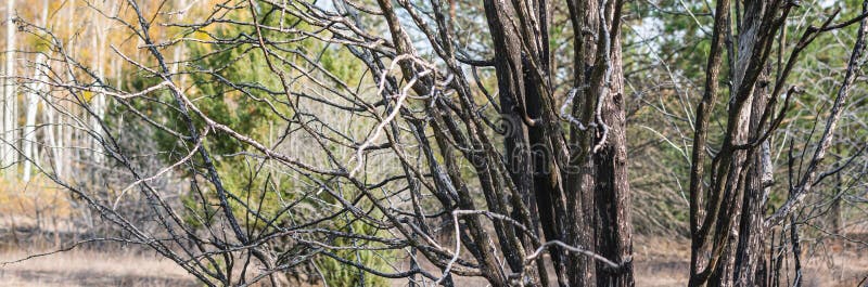 A Dried-up Tree in the Forest Stock Photo - Image of growth, season ...