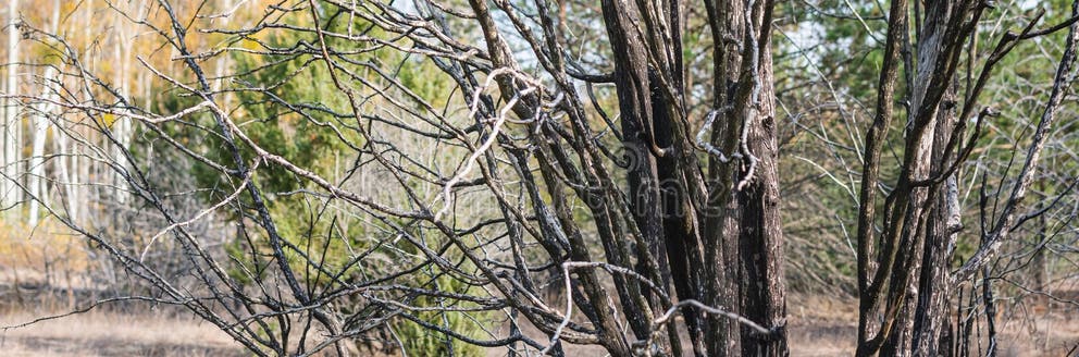 A Dried-up Tree in the Forest Stock Photo - Image of growth, season ...
