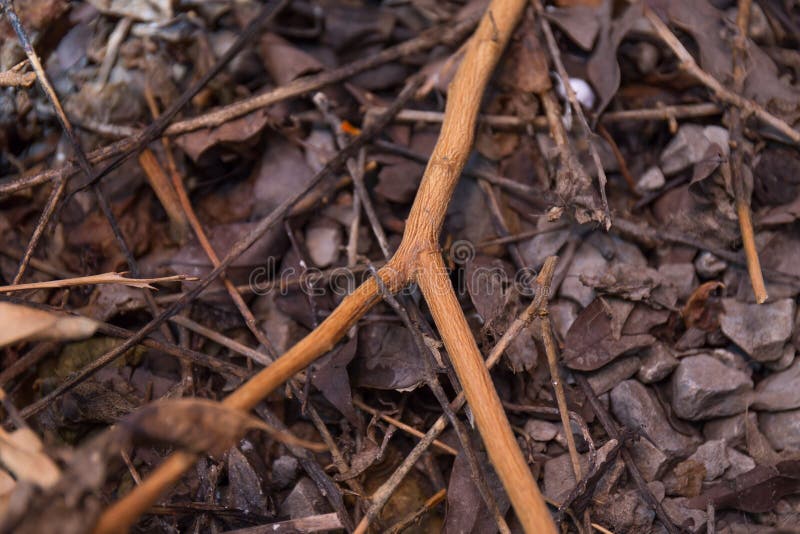 Dried tree branches stock image. Image of material, branches - 93364537