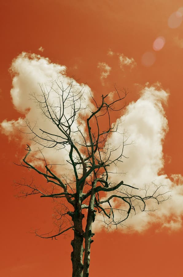 Dried Tree with Clouds and Red Sky Backgroud, Heat and Hot in Summer ...