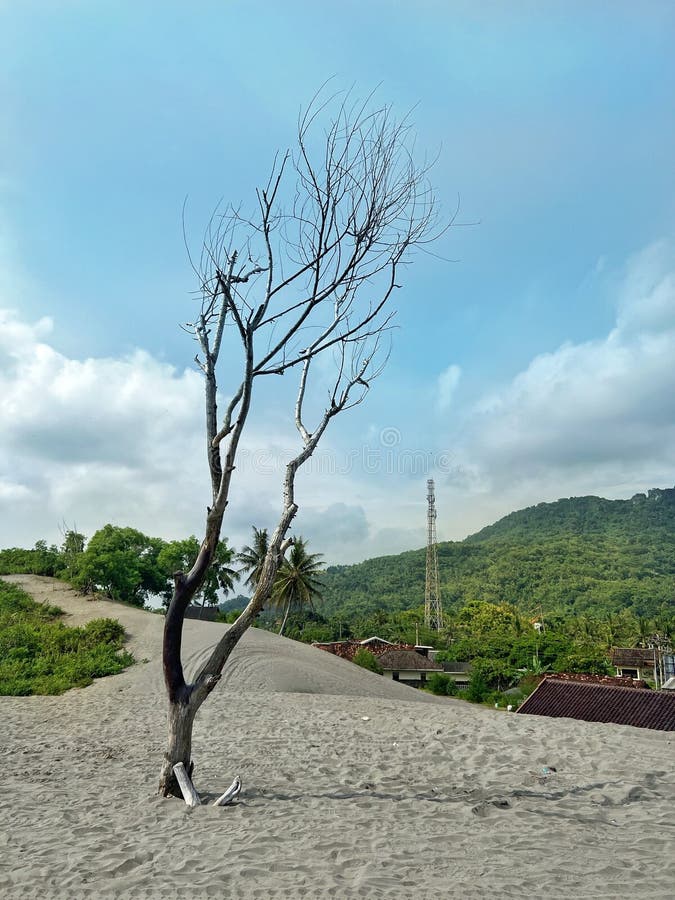 A dried tree on the desert stock photo. Image of cloud - 320512028