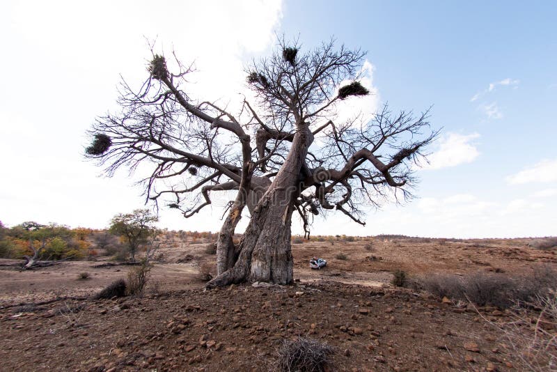 Dried Tree in a Deserted Area Stock Image - Image of desert, summer ...