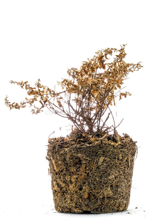 Dried Tree stock image. Image of twig, single, botanical - 33532333