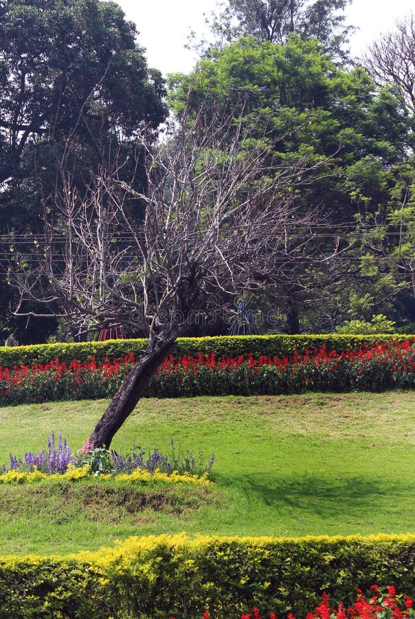 Dried tree stock image. Image of hall, botanical, blooming - 93008135