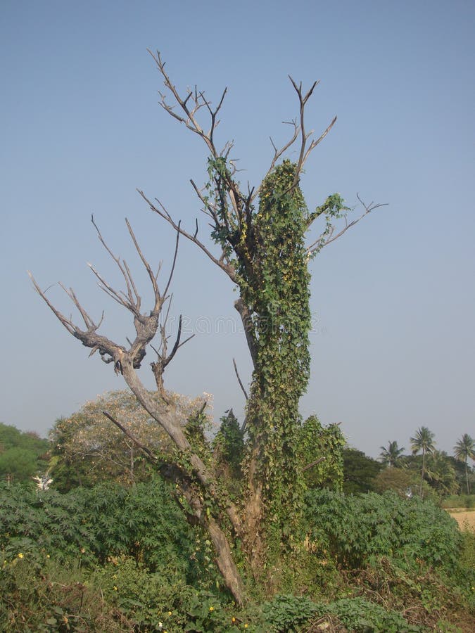 Dried Tree with Green Creeper Stock Photo - Image of covering, grass ...