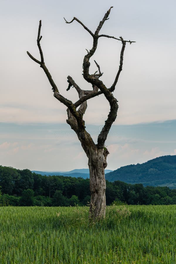 The Dried Tree in a Green Field Stock Image - Image of blue, landscape ...