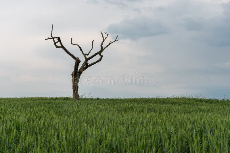 The Dried Tree in a Green Field Stock Image - Image of lonely ...