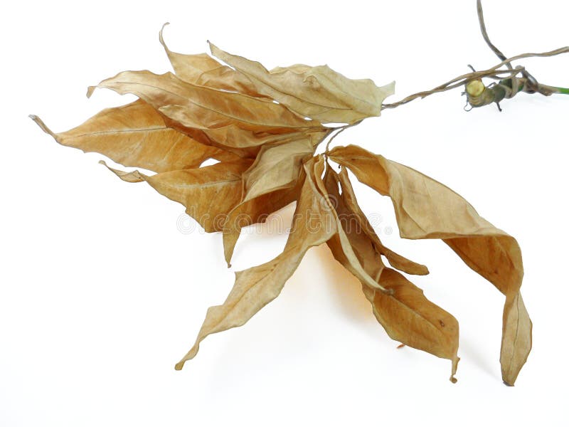 Dried Tree Leaves on a White Background, Stock Photo - Image of leaf ...