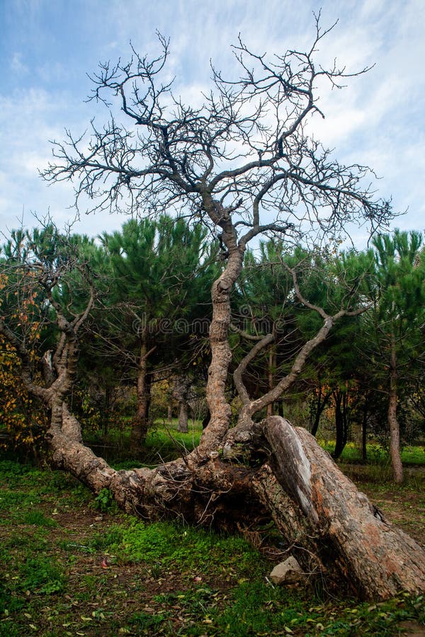 A Dried Tree Left Alone in a Forest. Stock Image - Image of white ...