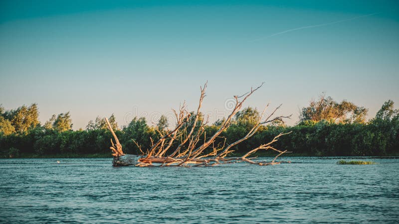 Dried Tree in the Middle of the River. Snag Stock Image - Image of ...