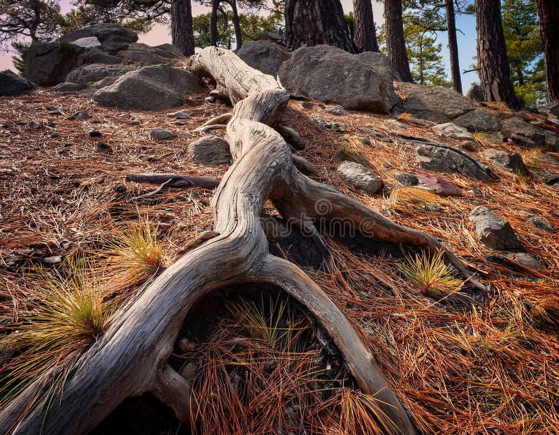 A Dried Tree Root Emerging from Rocky Terrain Surrounded by Fallen Pine Needles Highlighting ...