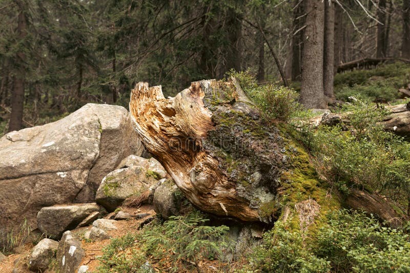 Dried Tree Root on a Hillside Stock Photo - Image of ecology, trail ...
