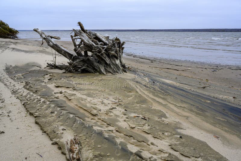 Dried Tree Root on the Riverbank in Autumn Stock Image - Image of wild ...