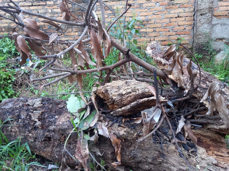 Dried Tree Stalks and Leaves in the Dry Season Stock Photo - Image of ...