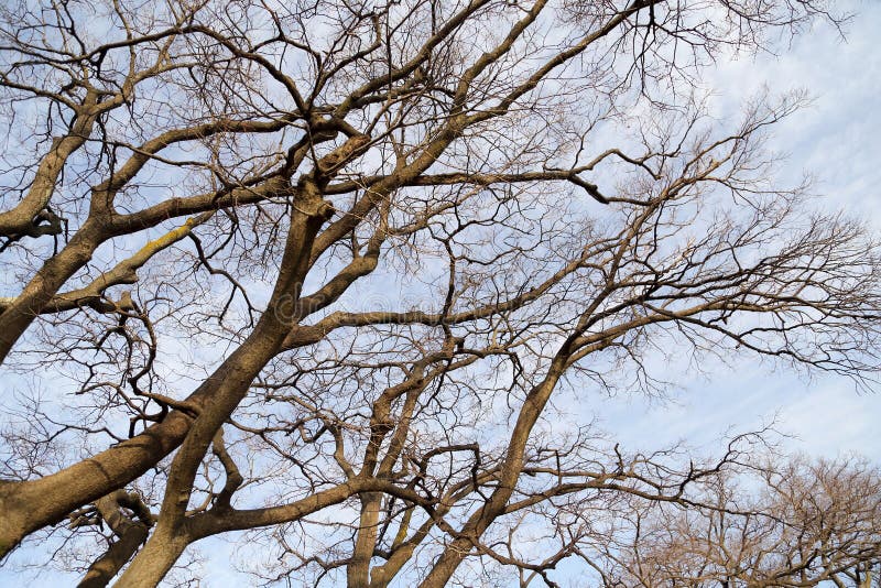Dried Trees stock photo. Image of season, evolution - 111193814