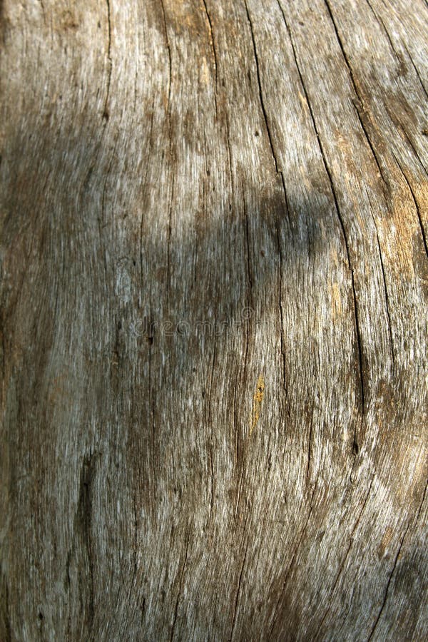 Dried Tree Stem Texture Background Stock Image - Image of concept ...