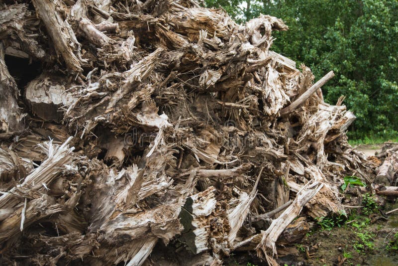 Dried Tree Stumps from Close Stock Photo - Image of stack, scenic: 58512658