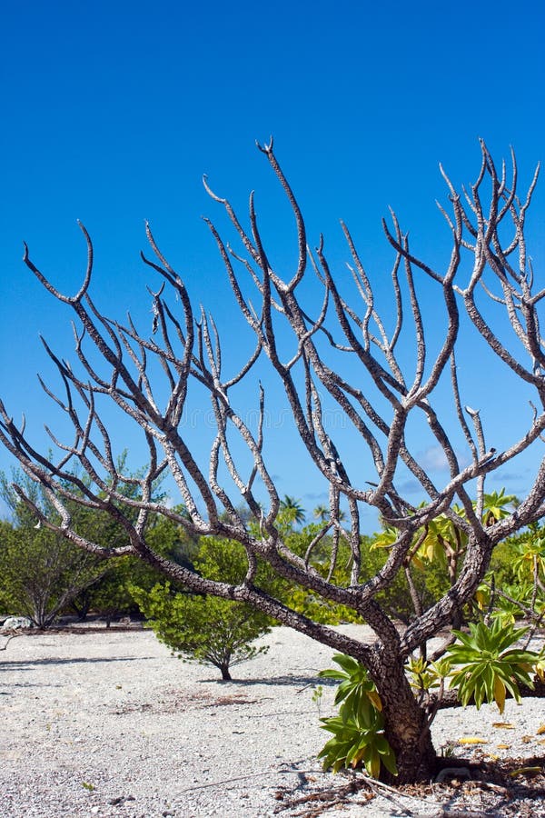 Dried tree stock photo. Image of plant, wildlife, standing - 30709642