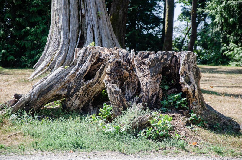 Dried Tree Trunk in the Park Stock Image - Image of nature, brown ...