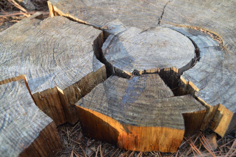 Dried Tree Trunk Section with Rings Stock Image - Image of sections ...