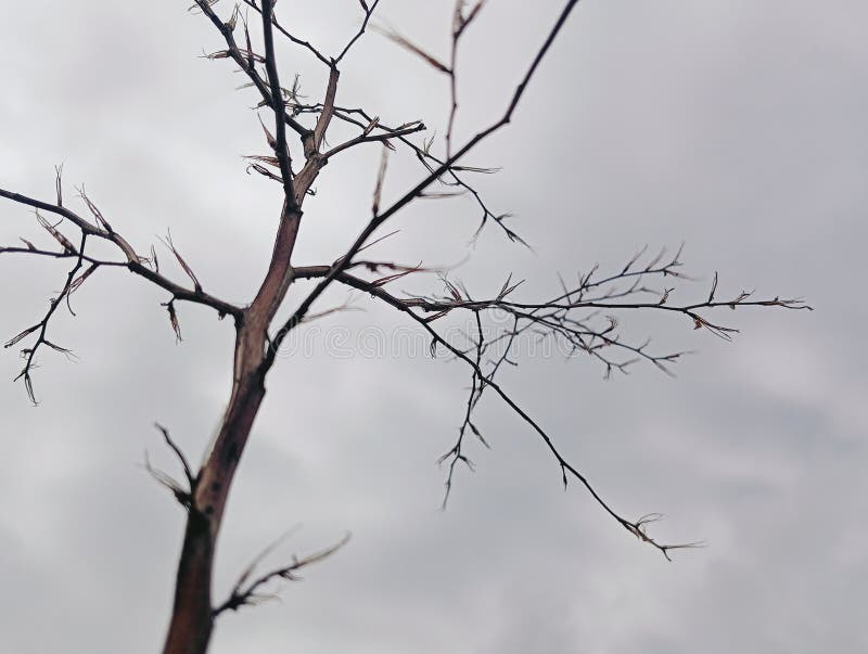 Dried Tree of Understanding Stock Photo - Image of drtree, dried: 275191886