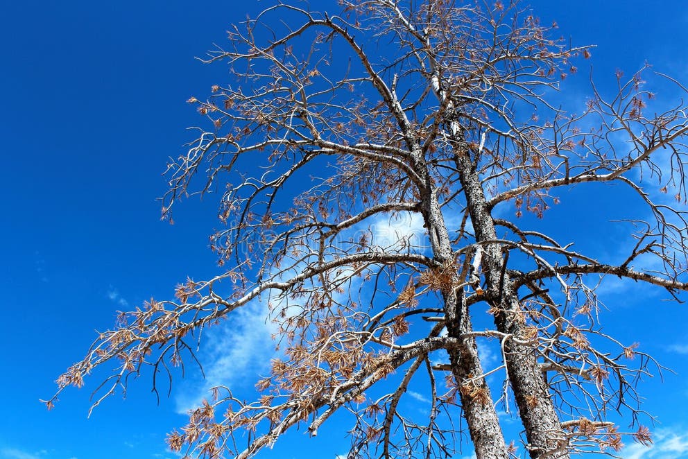 A Dried Tree on Utah S Mountain Stock Photo - Image of dead, deciduous ...