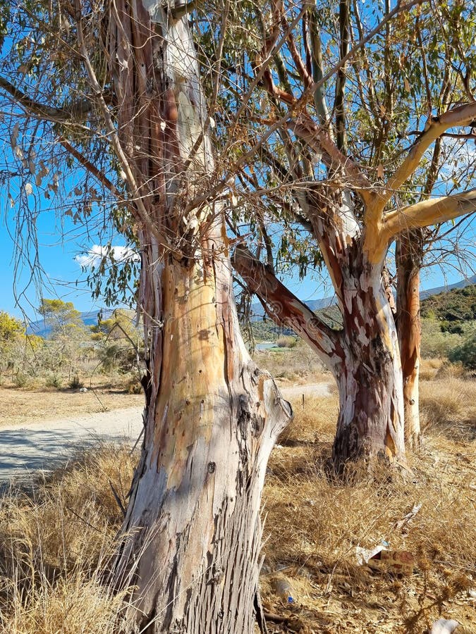 A Dried Tree at the Velika Beach at Greece Stock Image - Image of ...