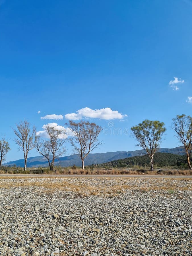 A Dried Tree at the Velika Beach at Greece Stock Photo - Image of ...