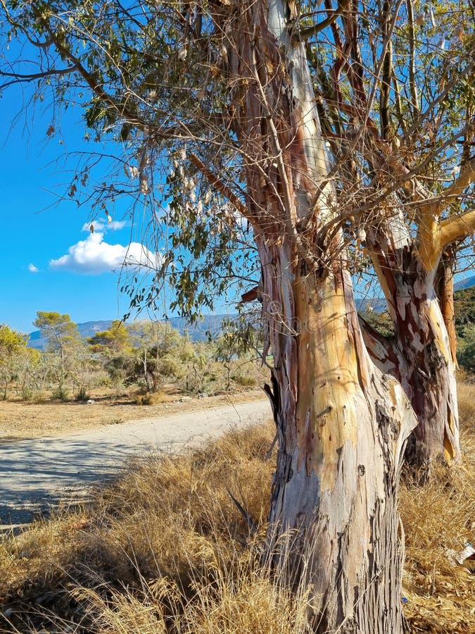 A Dried Tree at the Velika Beach at Greece Stock Image - Image of ...