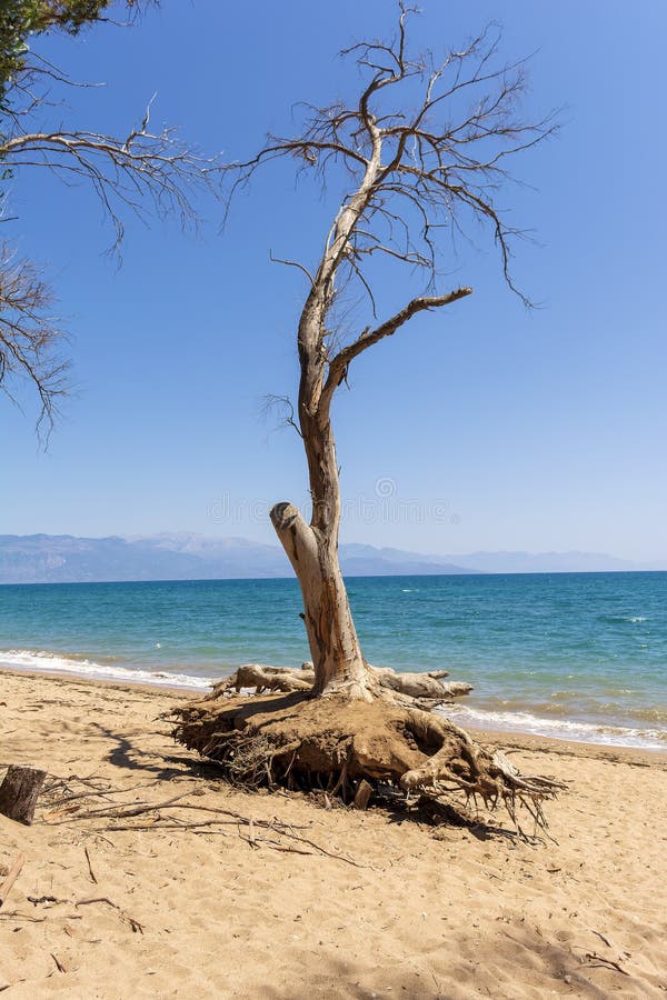 A Dried Tree at the Velika Beach at Messinia Stock Image - Image of ...