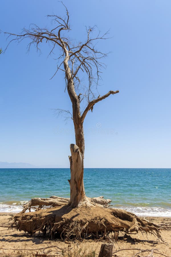 A Dried Tree at the Velika Beach at Messinia Stock Photo - Image of ...