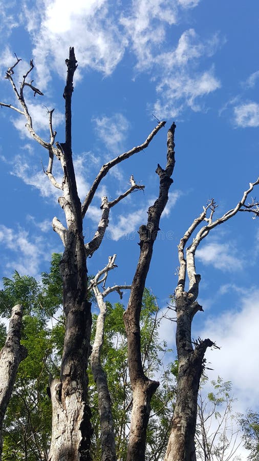 Dried Trees and the Blue Sky. Stock Image - Image of nature, beautiful ...