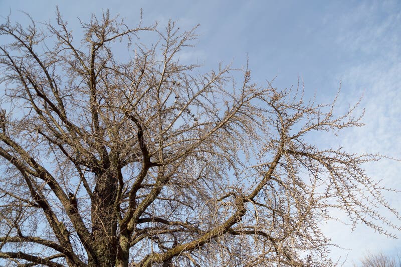 Dried Trees stock photo. Image of autumn, farm, season - 111194426
