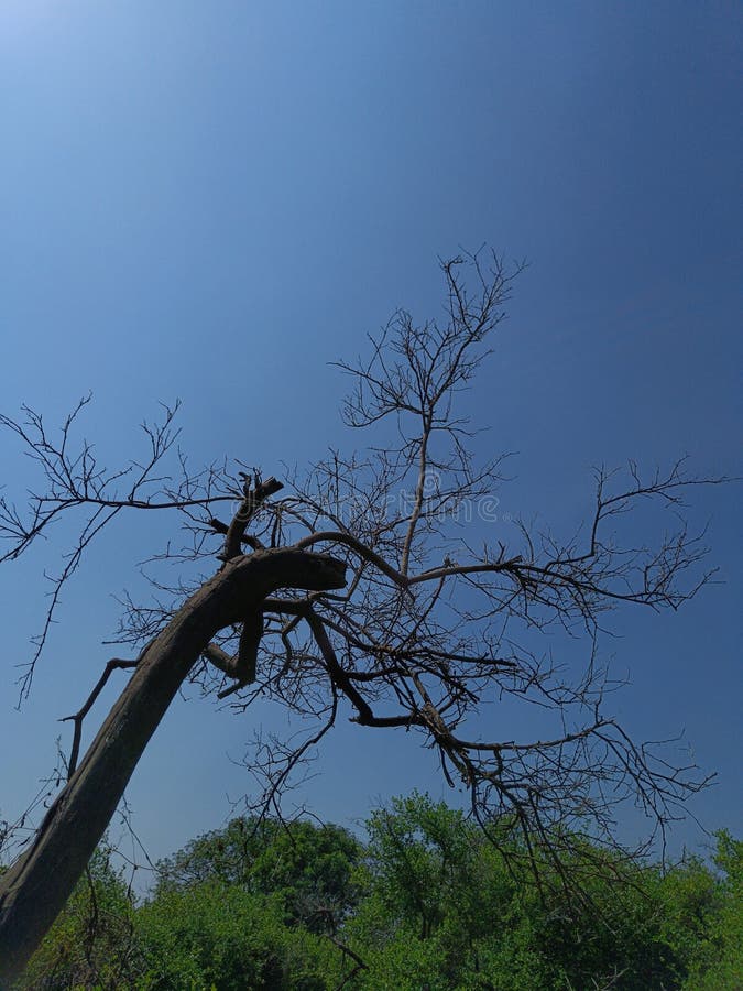 Dried trees in the forest stock photo. Image of blue - 260457182